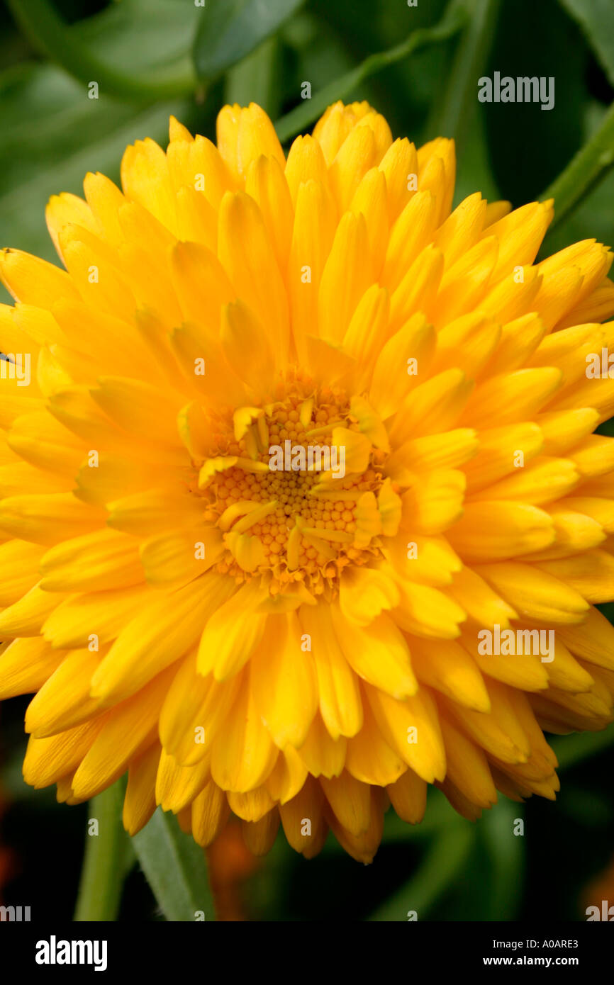 Deep yellow Calendula flower Stock Photo - Alamy