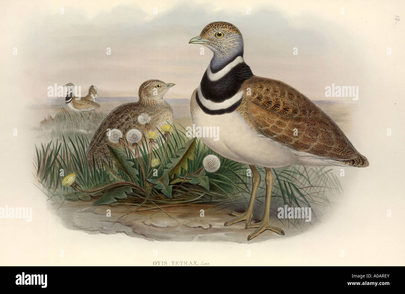 Otis tetrax tetrax tetrax hi-res stock photography and images - Alamy