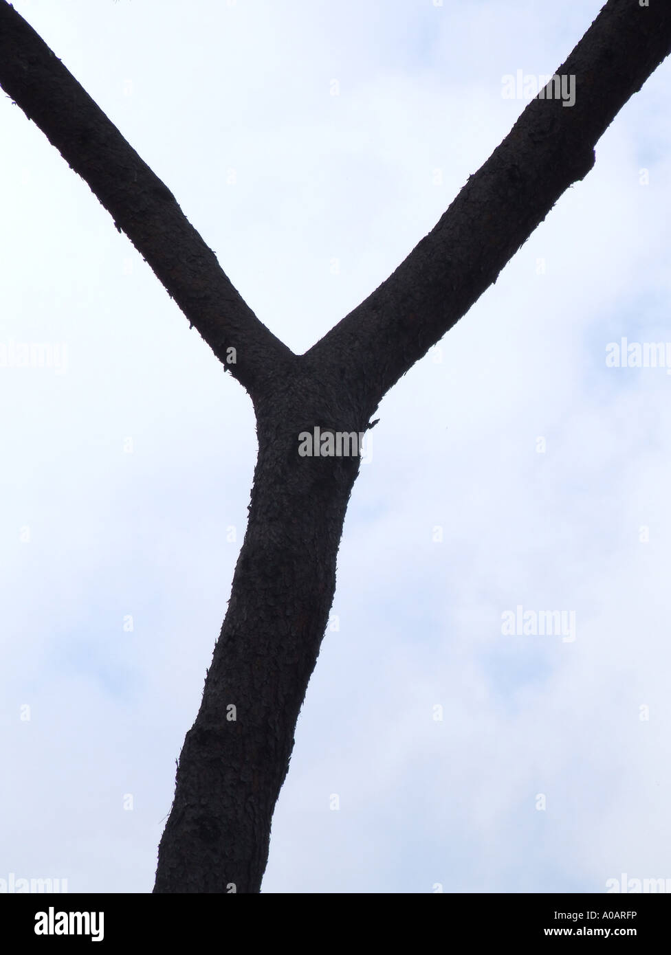 Y Shaped Tree Stock Photos & Y Shaped Tree Stock Images - Alamy