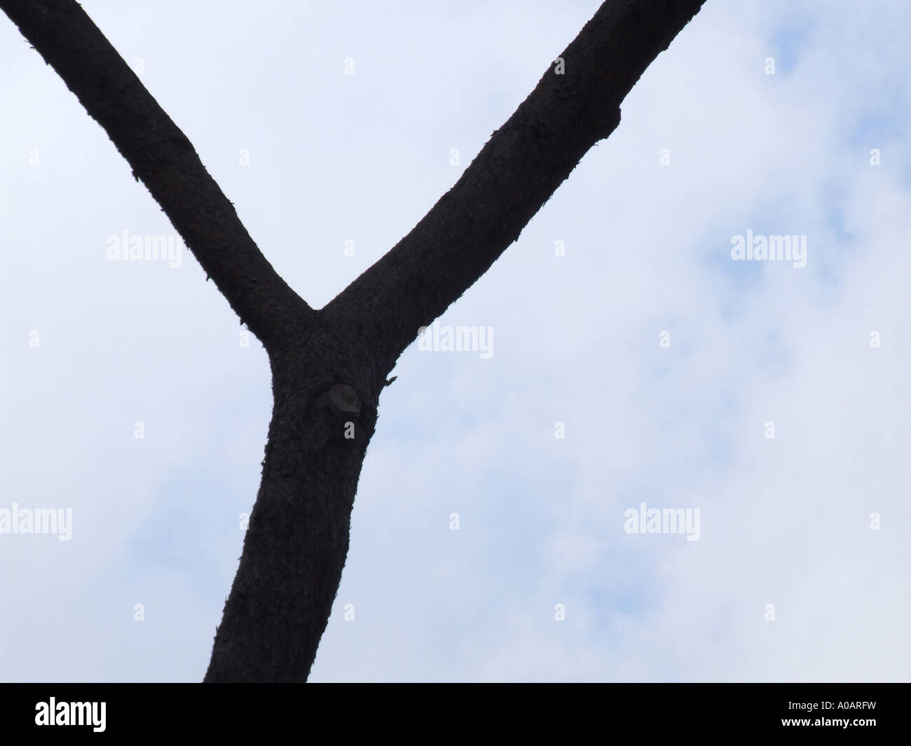 y shape tree branches Stock Photo - Alamy
