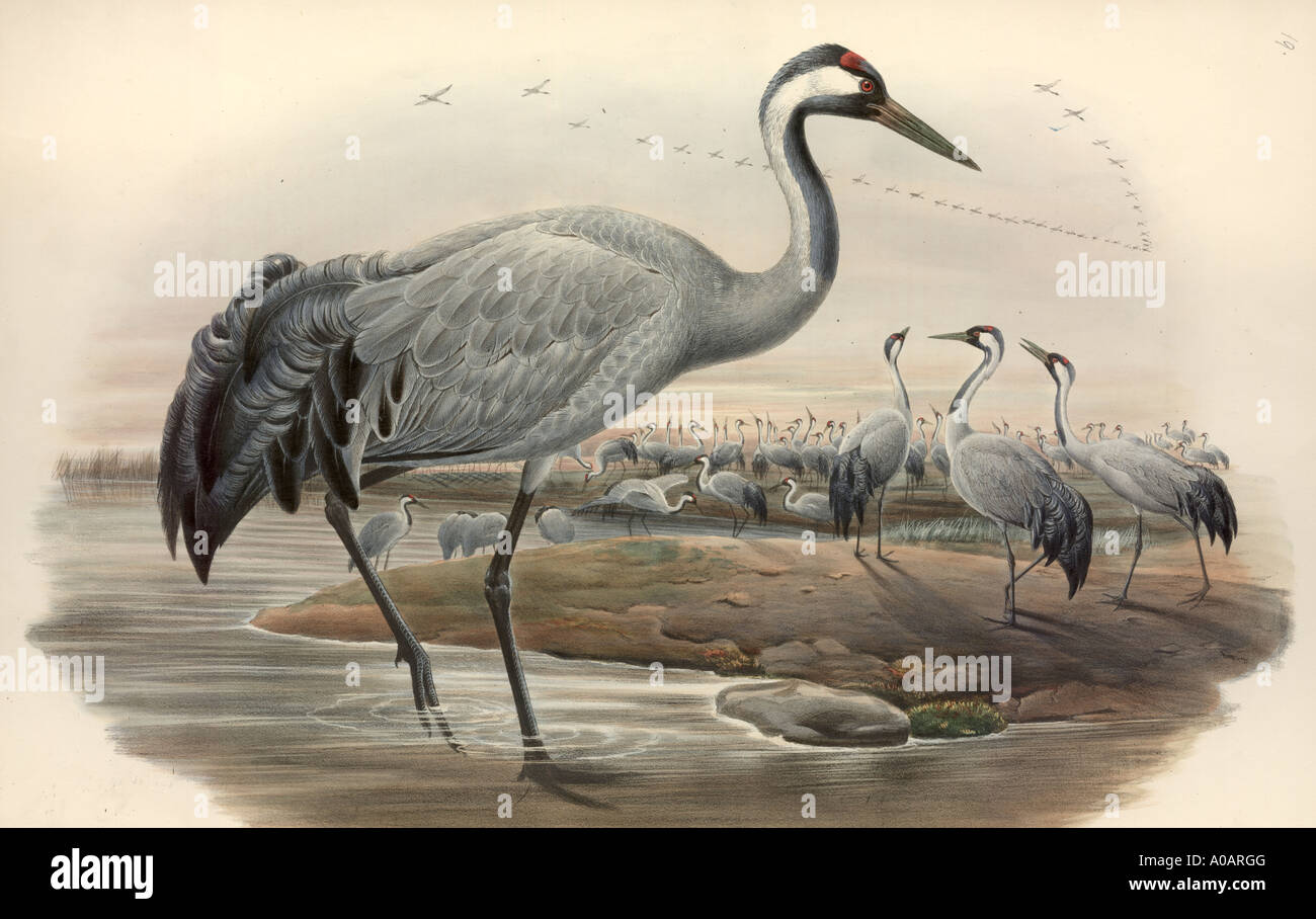 Black crane bird britain hi-res stock photography and images - Alamy