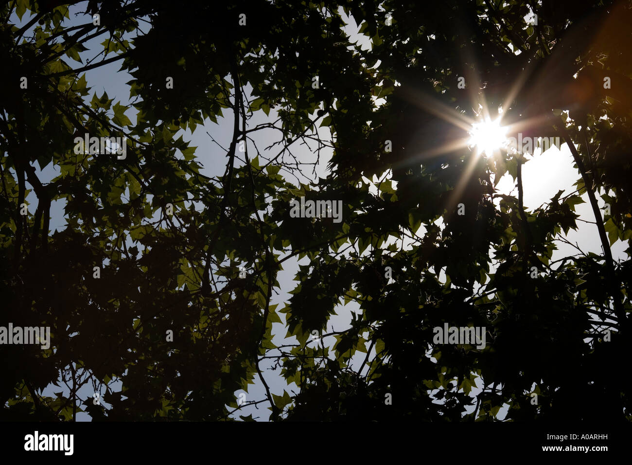 Sun through leaves Stock Photo - Alamy