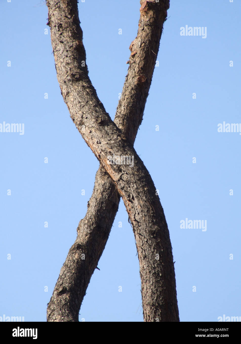 x shape tree branches Stock Photo - Alamy