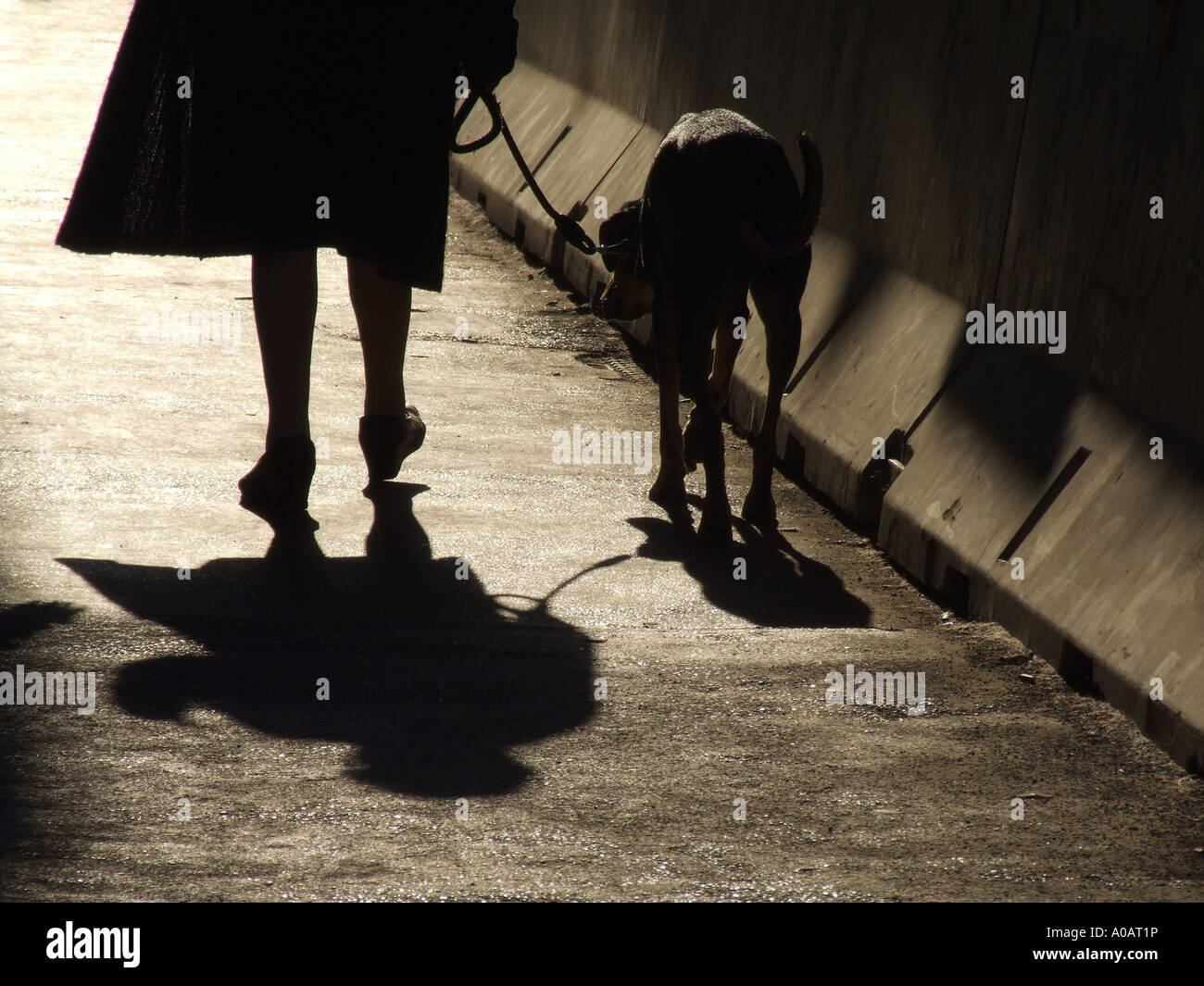 woman walking big dog in city Stock Photo - Alamy