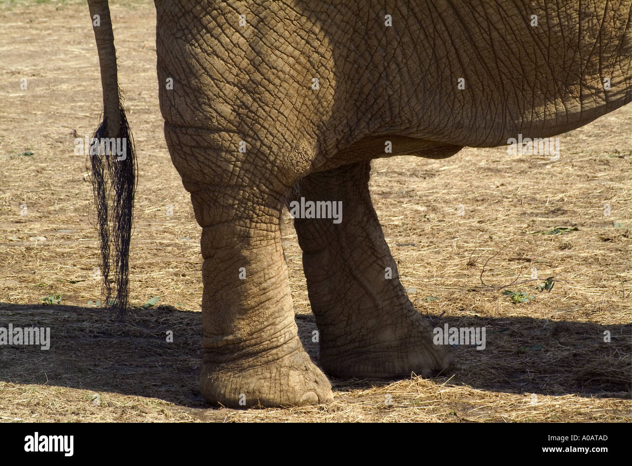 Tail up or between legs hi-res stock photography and images - Alamy