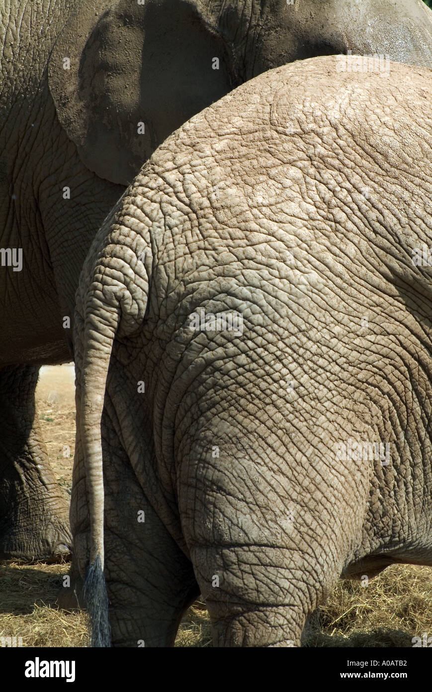 Tail up or between legs hi-res stock photography and images - Alamy