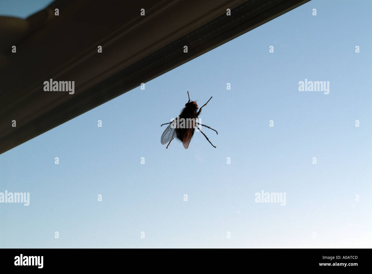 A single house fly on a window Stock Photo - Alamy