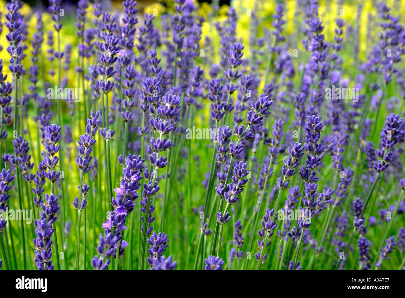 Lavender in flower Botanical name Lavandula angustifolia Stock Photo ...