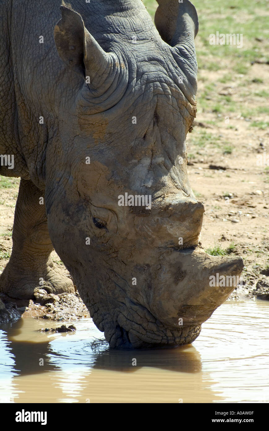 a Rhino drinking Stock Photo - Alamy