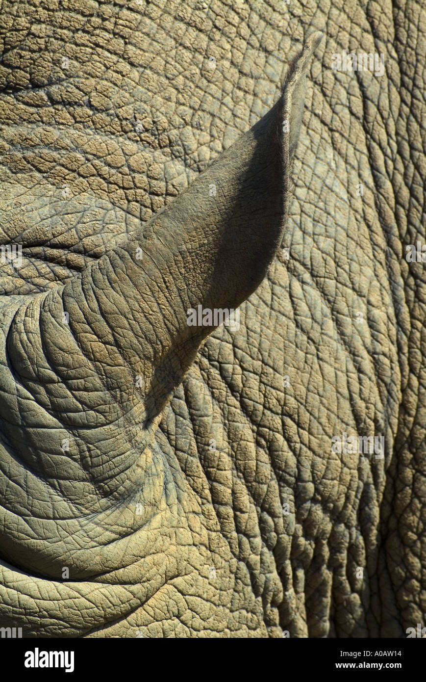 Rhino skin texture hi-res stock photography and images - Alamy