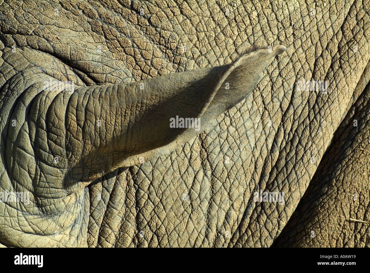 Rhino ear hi-res stock photography and images - Alamy