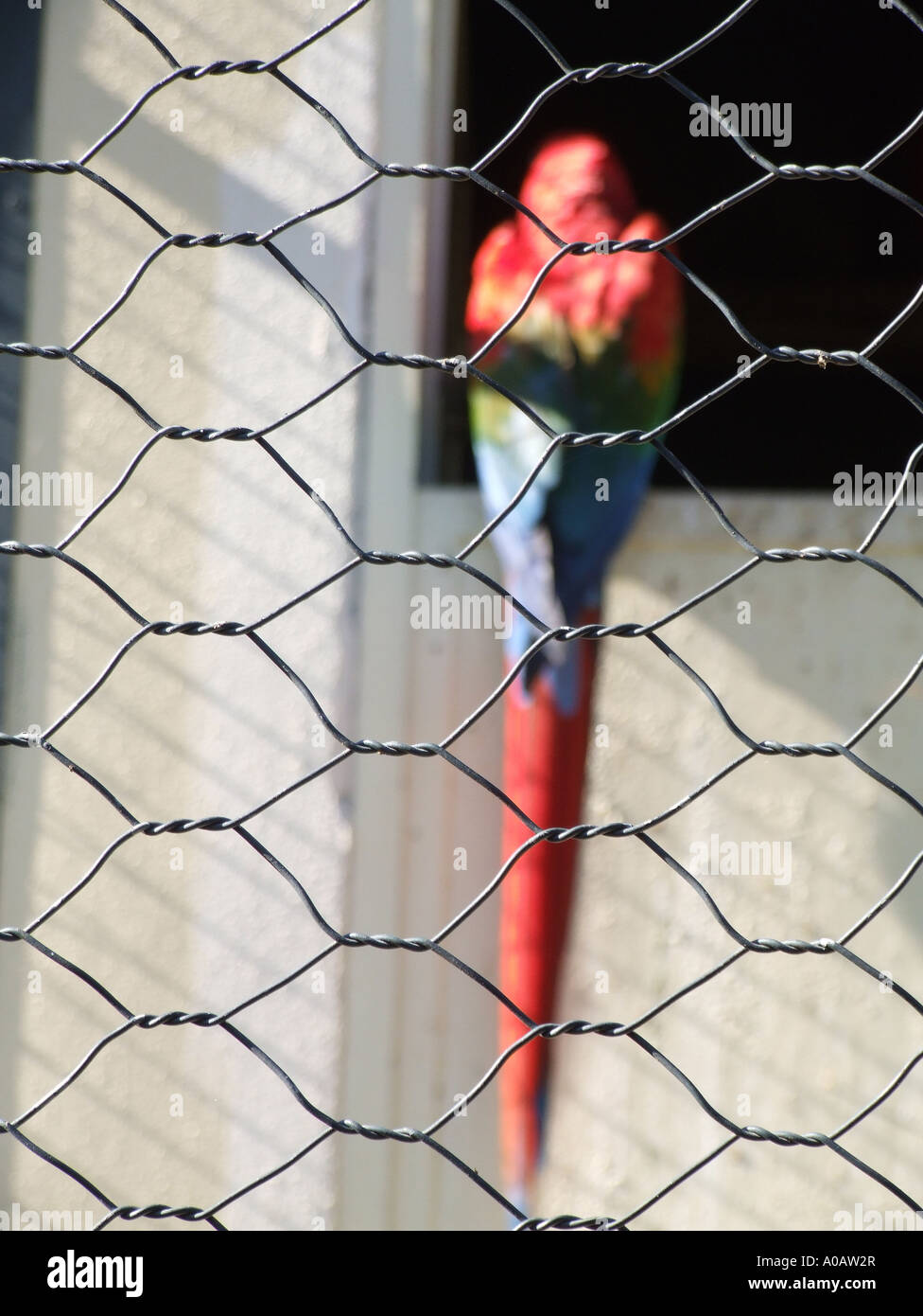 parrot in a cage Stock Photo - Alamy
