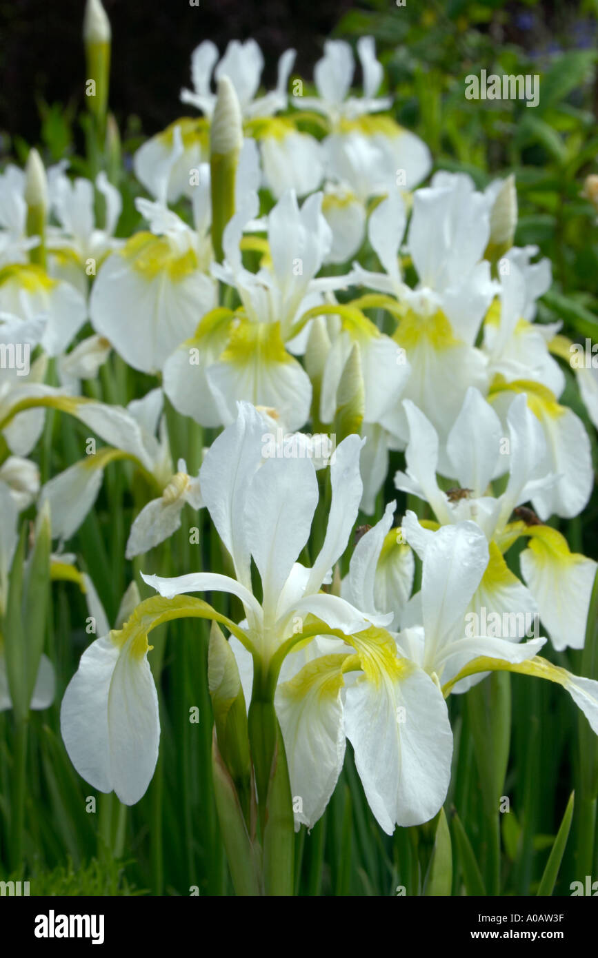 White iris flowers Stock Photo - Alamy