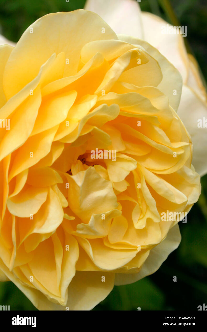 Old fashioned yellow rose hi-res stock photography and images - Alamy