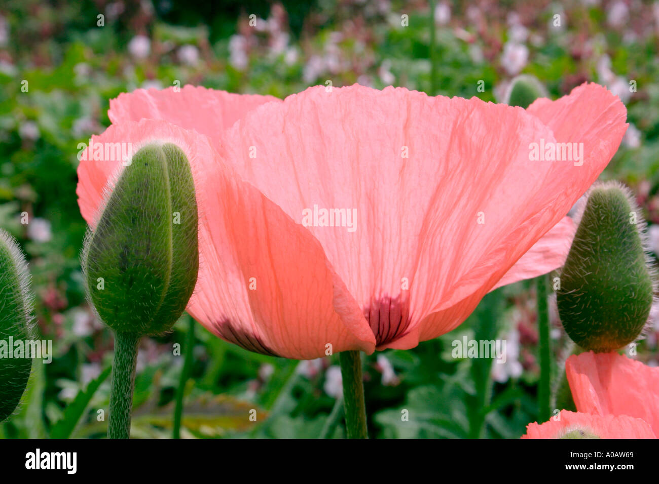 Budded flower hi-res stock photography and images - Alamy