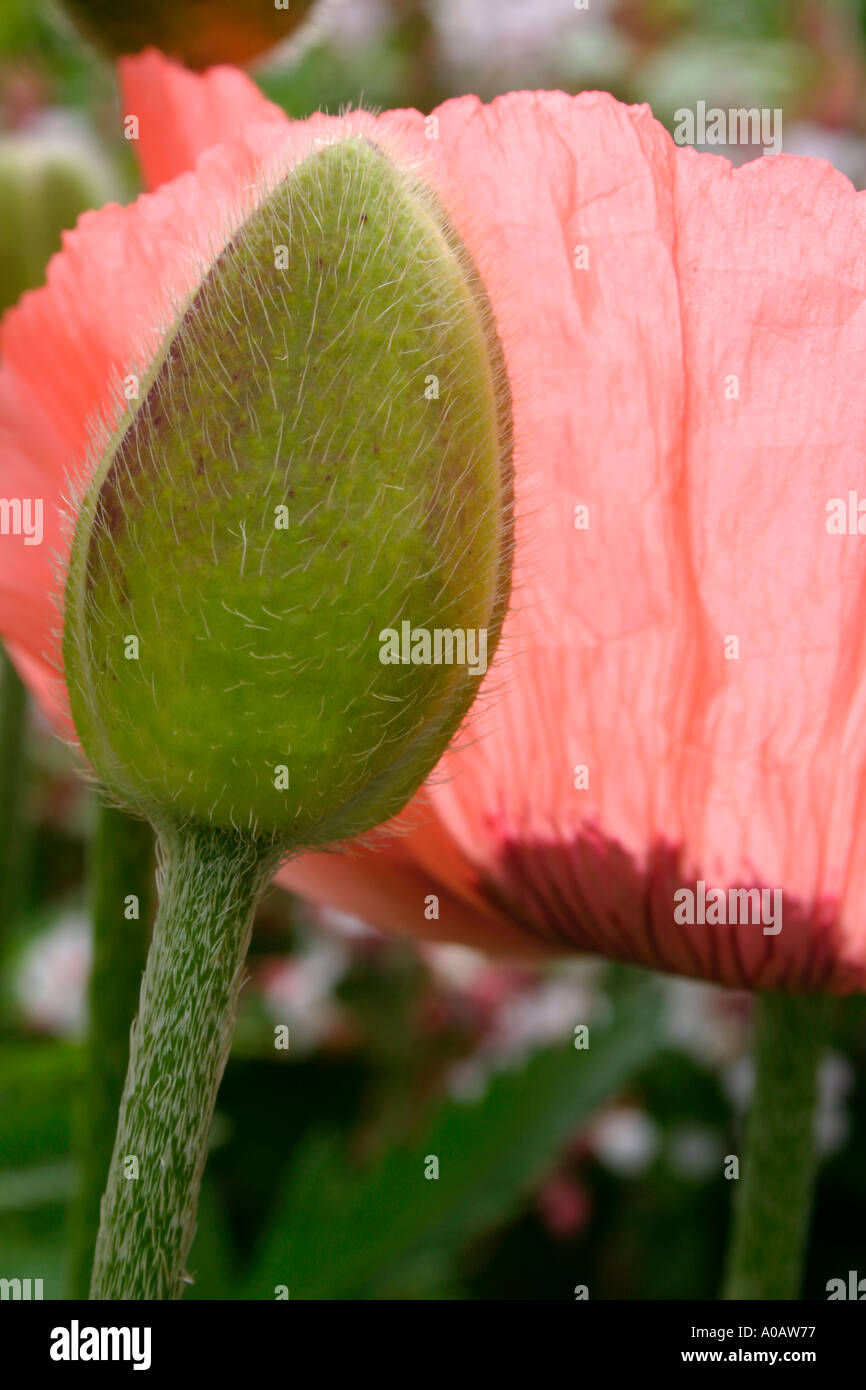 Budded flower hi-res stock photography and images - Alamy