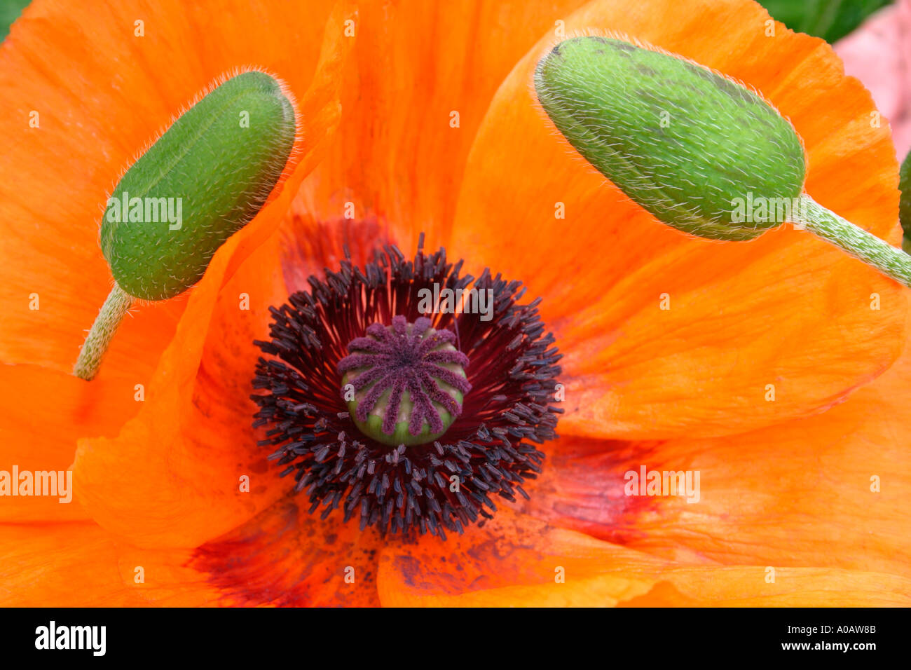 Orange poppy flower and unopened flower buds closeup Stock Photo - Alamy