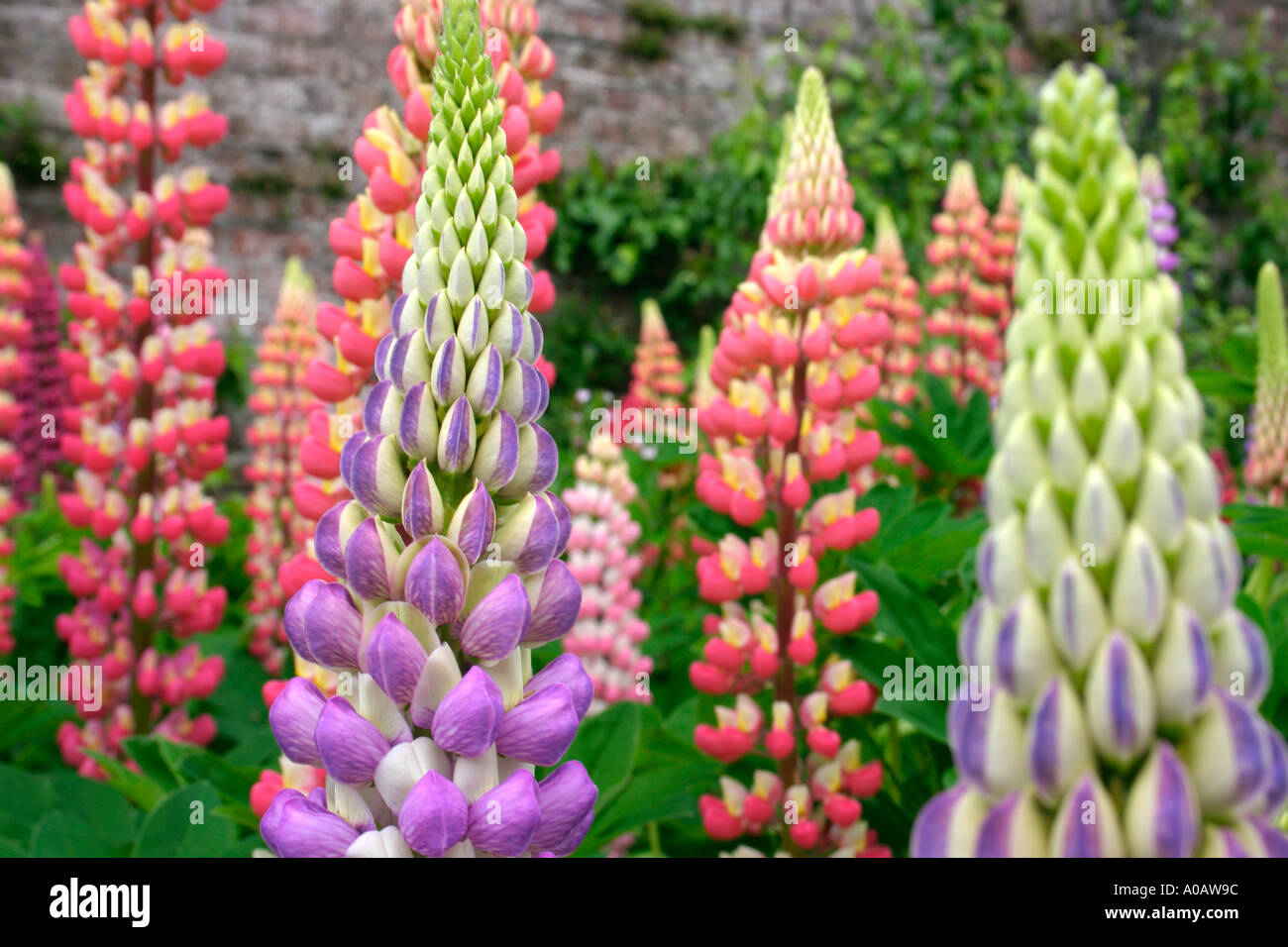 Lupin flowers in cottage garden hi-res stock photography and images - Alamy