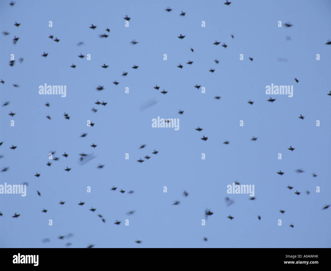 flock of starlings flying in sky Stock Photo - Alamy