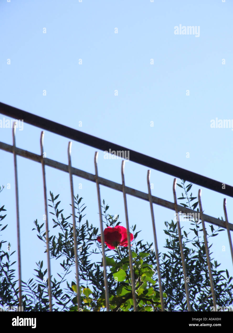 red flower bush on top of apartment block in rome Stock Photo - Alamy