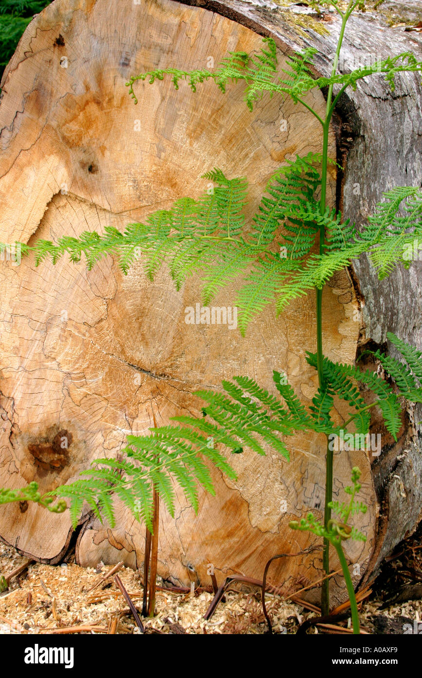 Bracken fern growing next to sawn tree log Stock Photo - Alamy