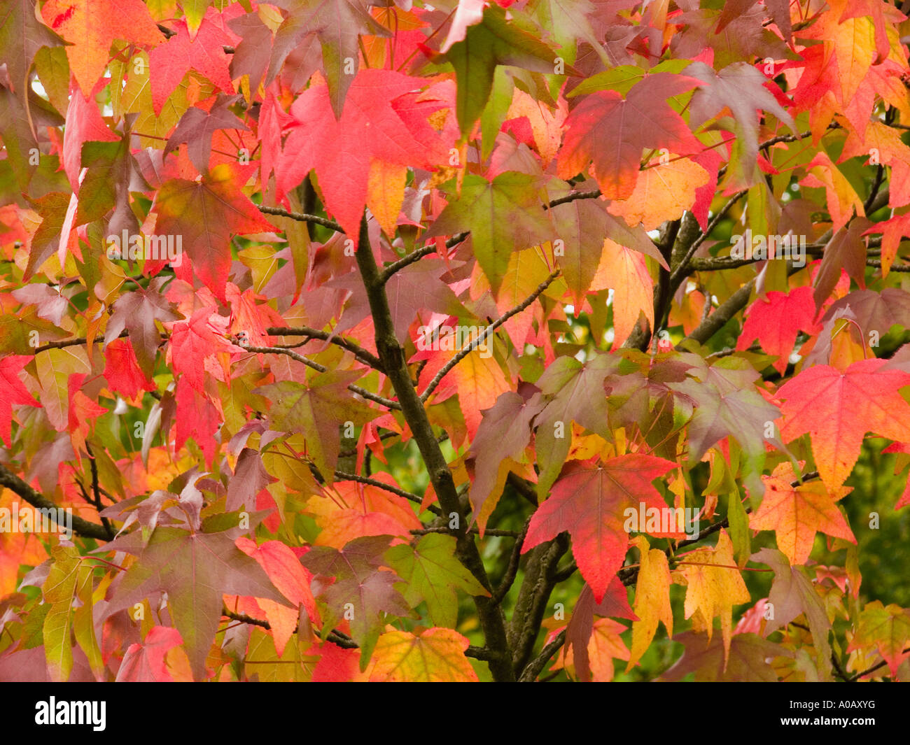 Sweet gum tree leaves turning red in autumn Liquidambar styraciflua ...