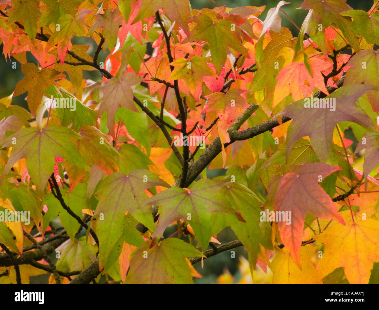 Sweet gum tree leaves turning red in autumn Liquidambar styraciflua ...