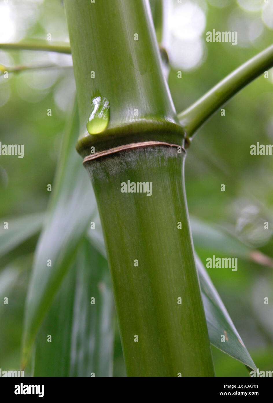 Bamboo stalk and raindrop Stock Photo - Alamy