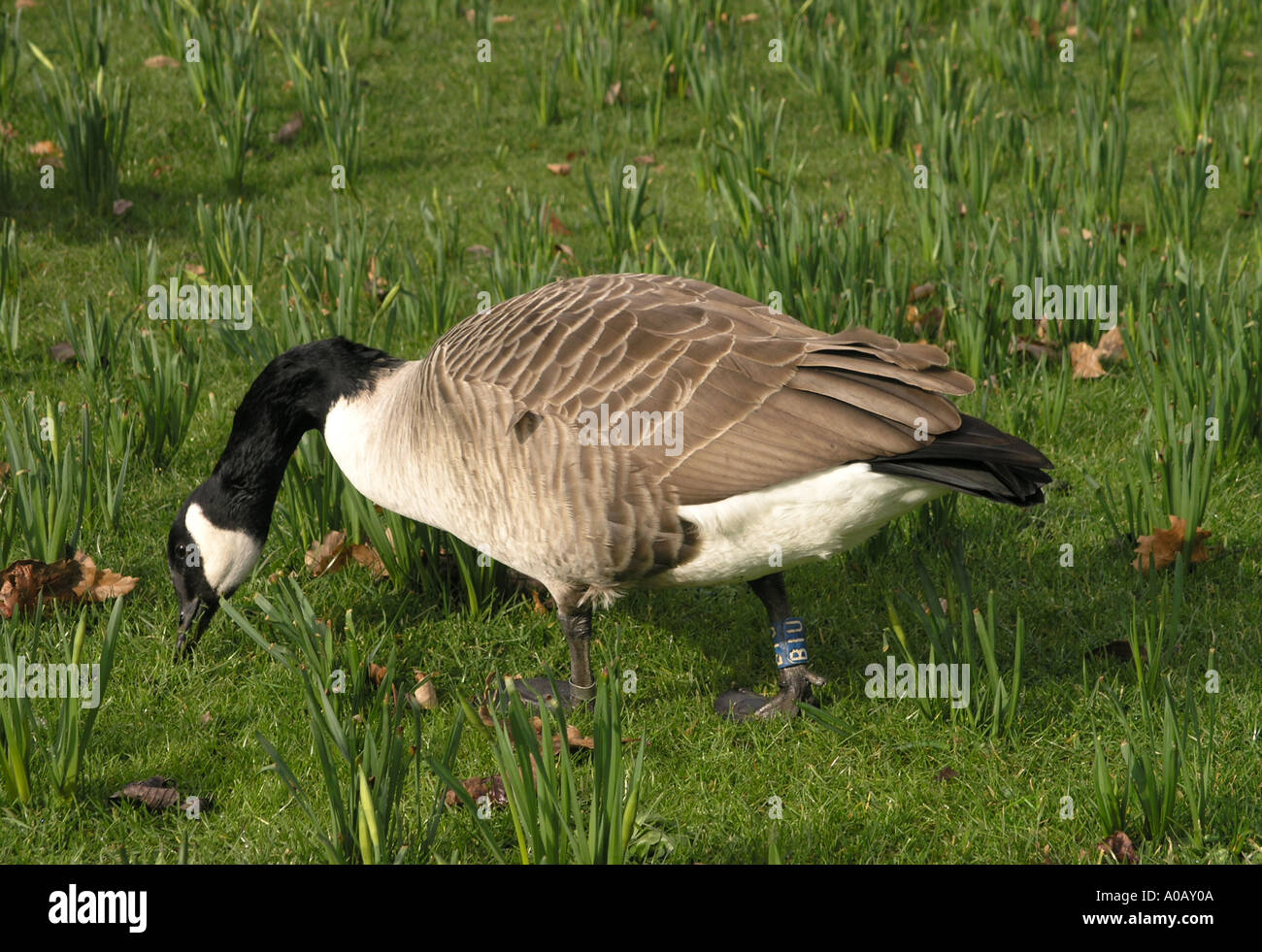 The green goose london hi-res stock photography and images - Alamy
