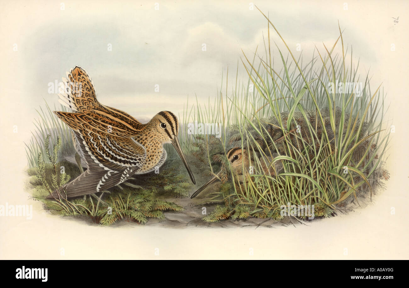 Gallinago media great snipe Stock Photo - Alamy