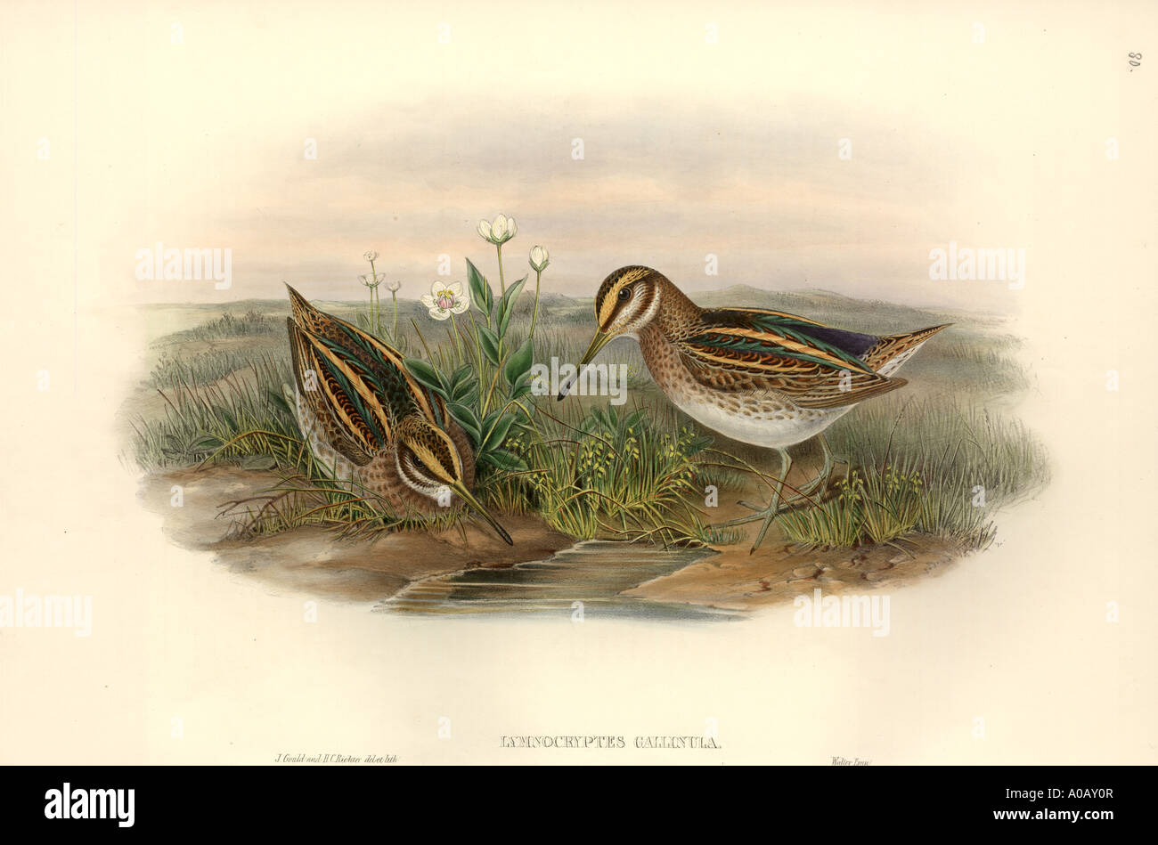Drumming snipe hi-res stock photography and images - Alamy