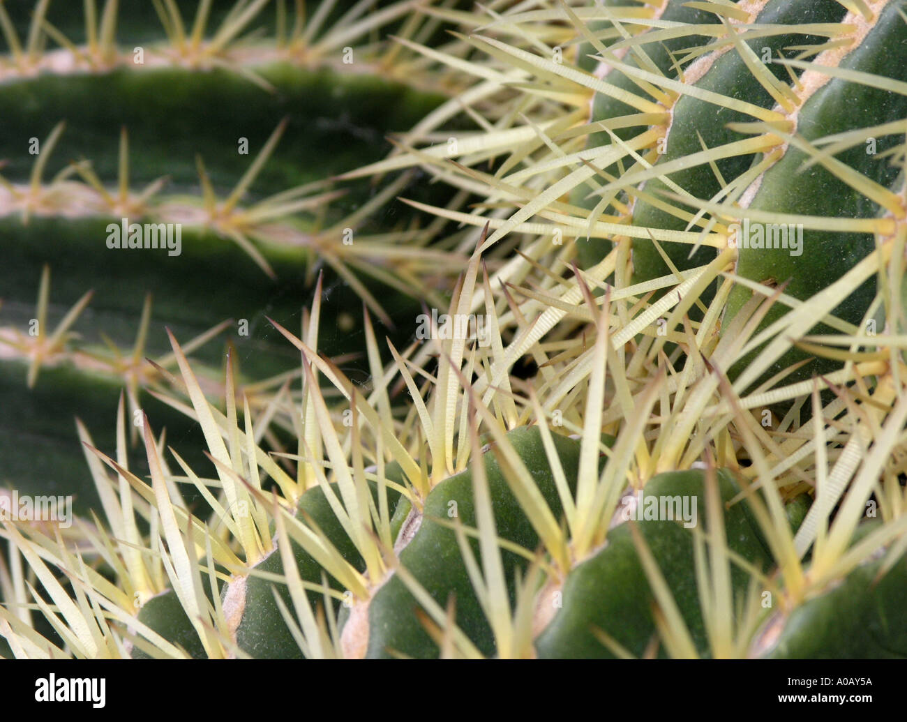 Cacti showing sharp needles Stock Photo - Alamy