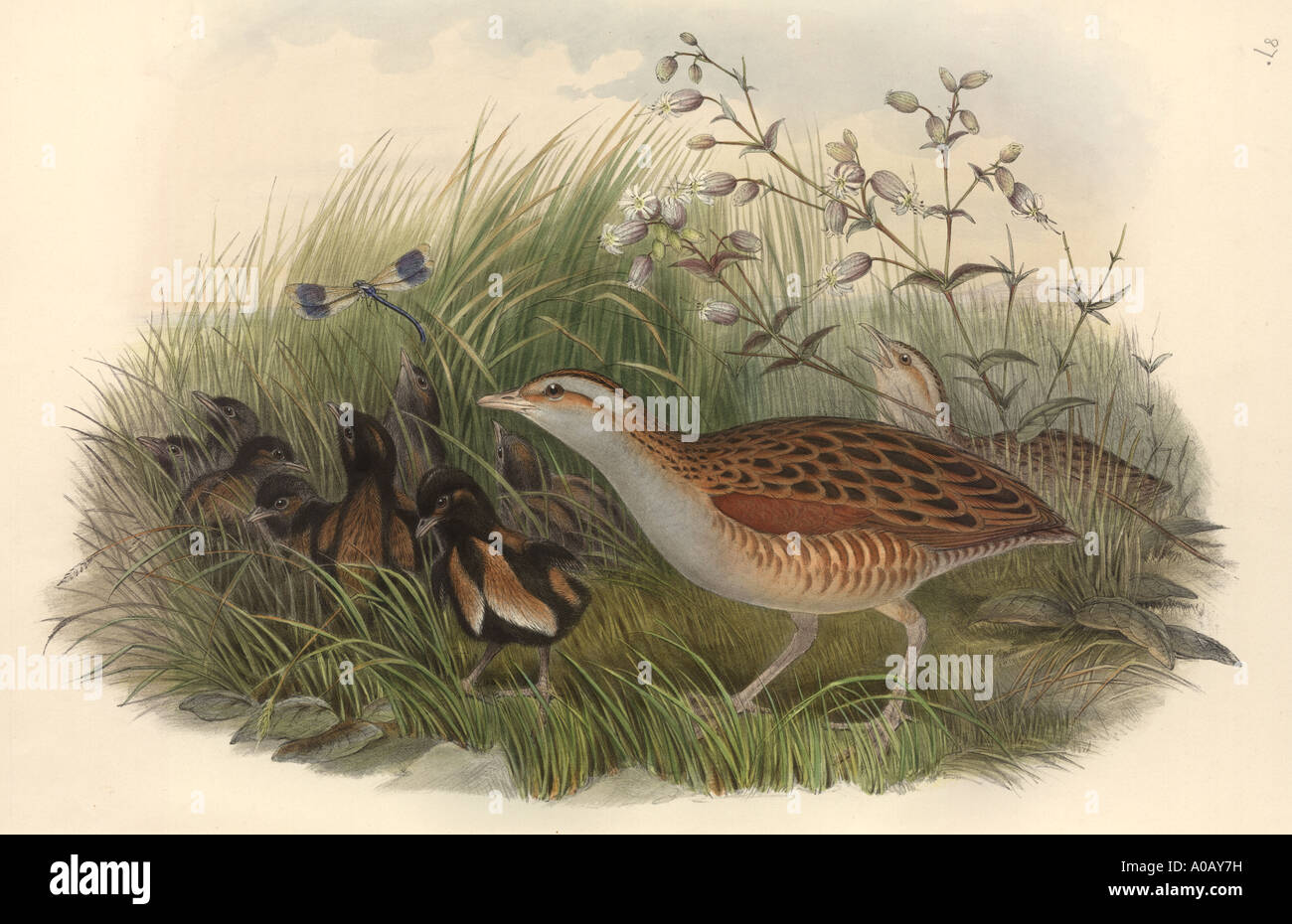 Crex crex corncrake Stock Photo - Alamy