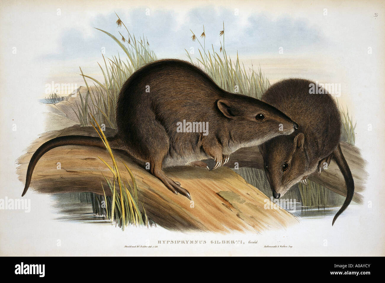 Gilbert's potoroo hi-res stock photography and images - Alamy