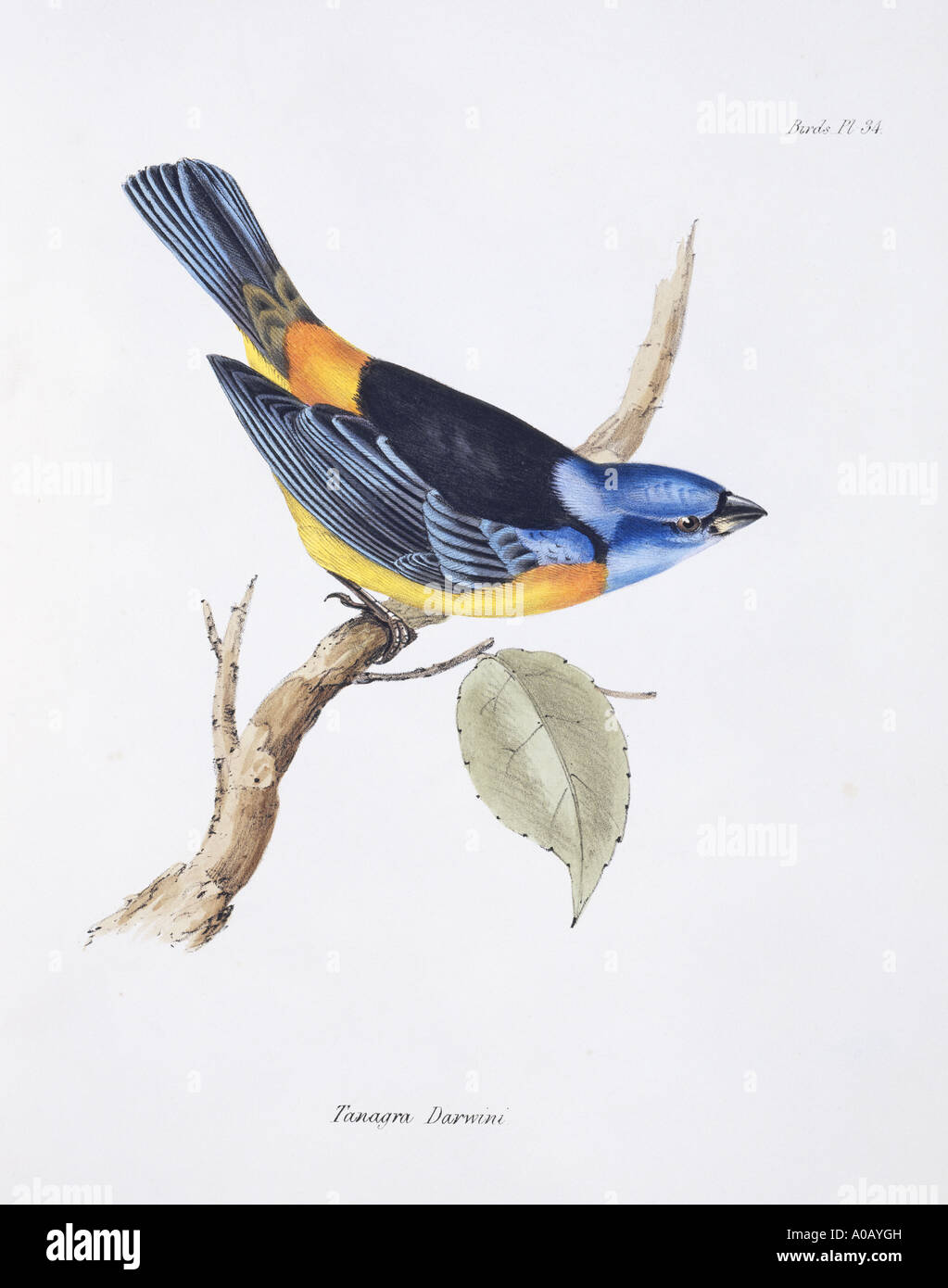 Thraupis bonariensis blue and yellow tanager Stock Photo - Alamy