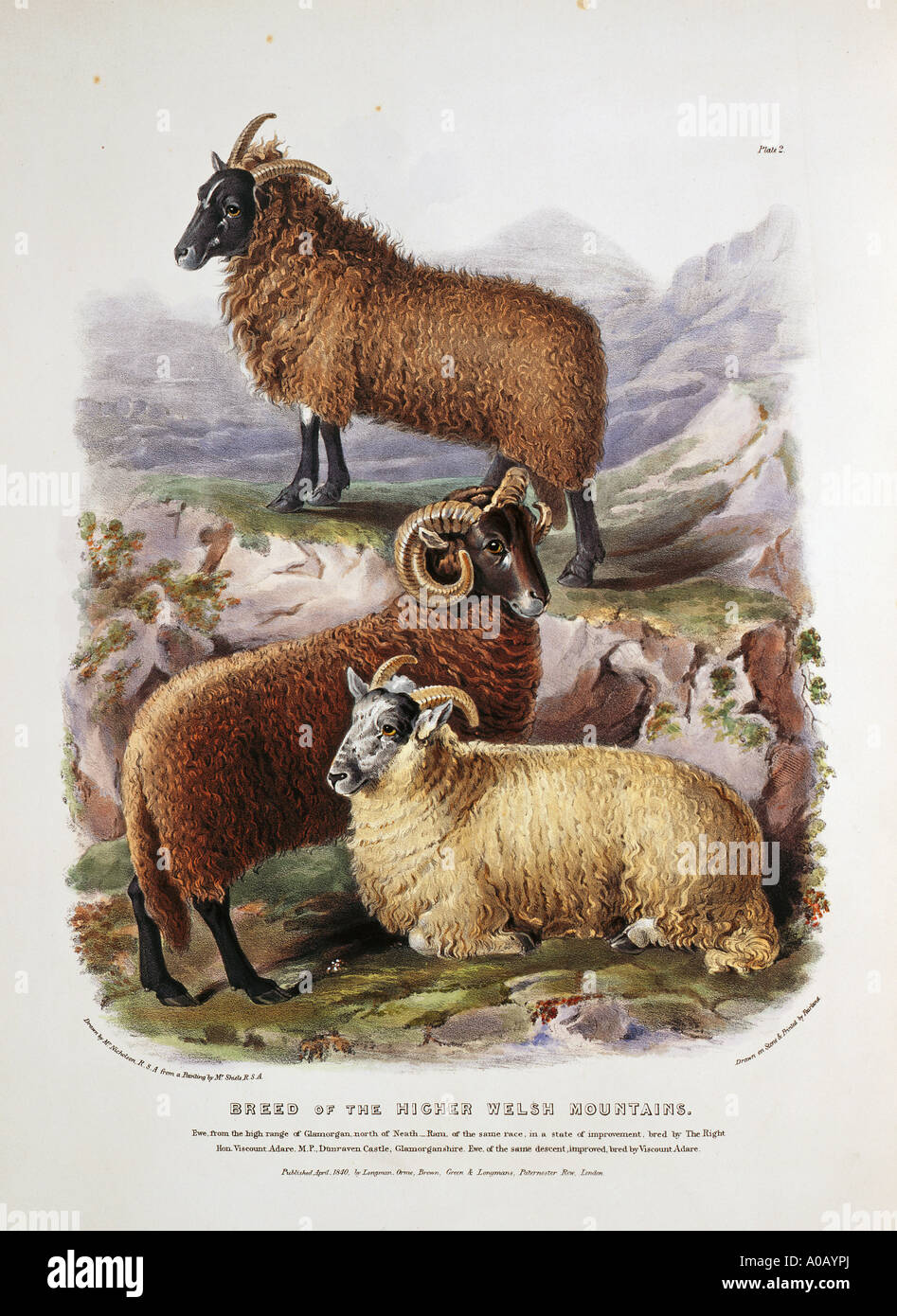 Sheep plate hi-res stock photography and images - Alamy
