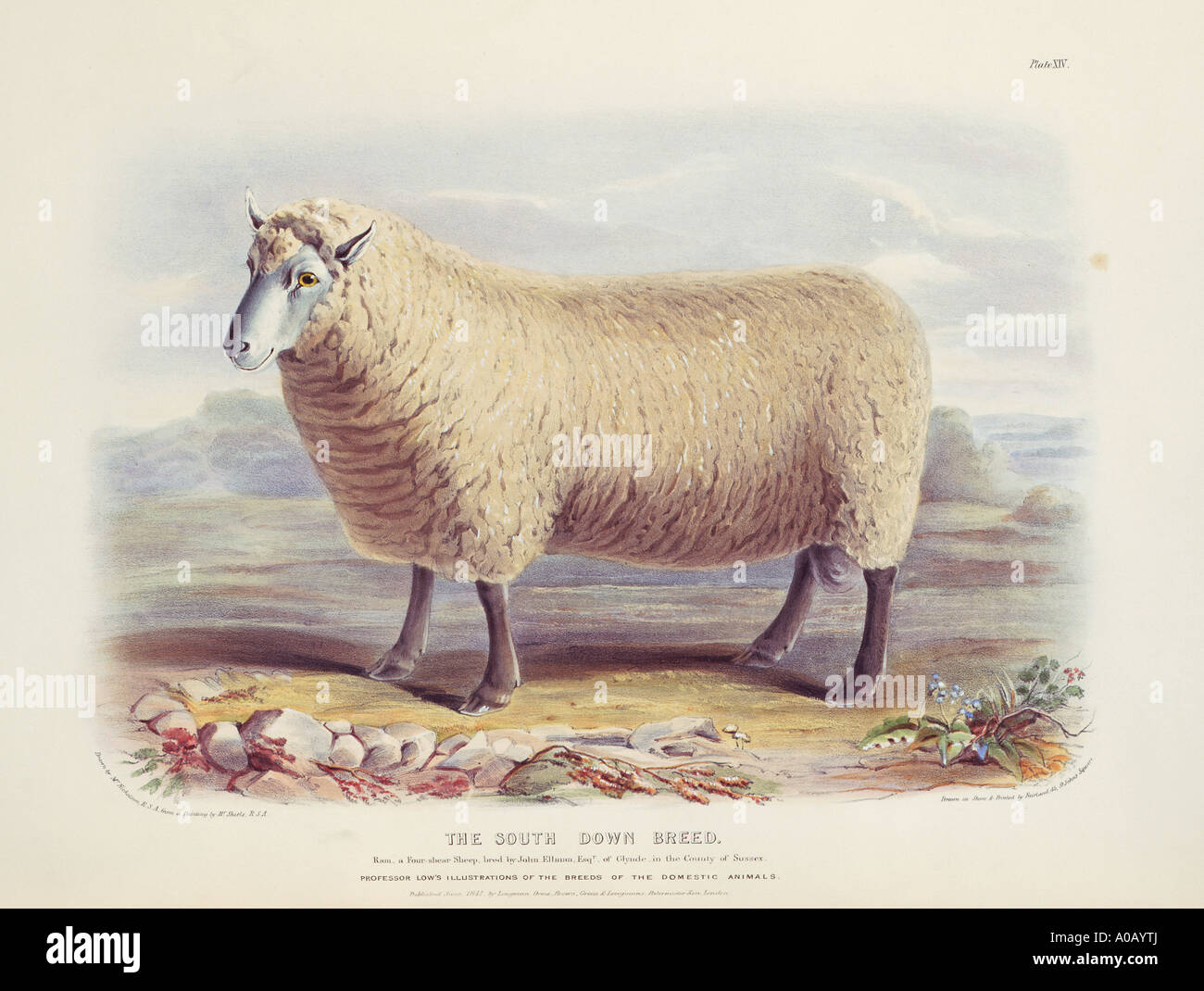 Ovis aries ram hi-res stock photography and images - Alamy