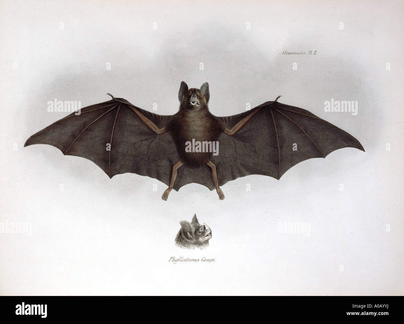 Carollia brevicauda silky short tailed bat Stock Photo - Alamy