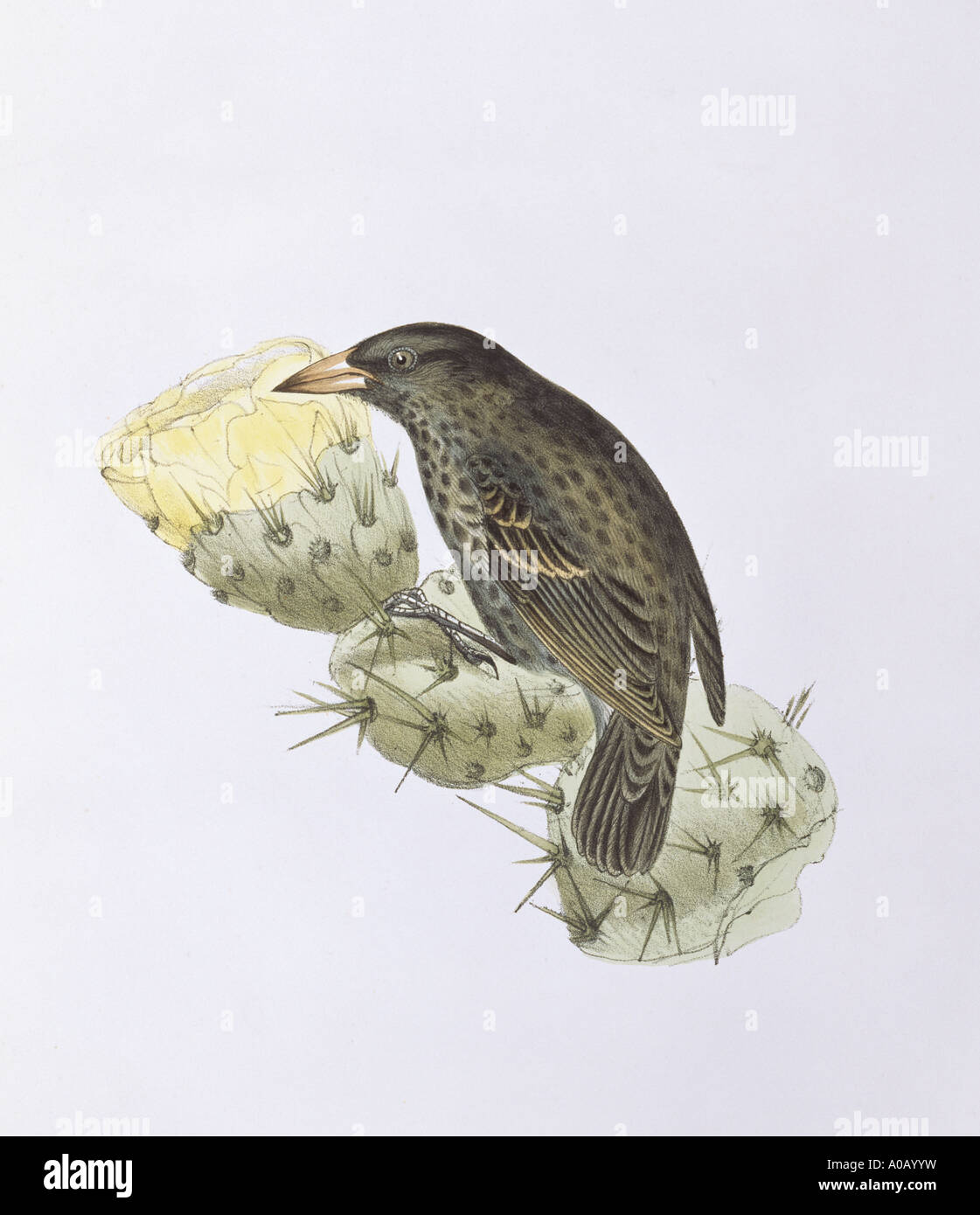 Geospiza scandens common cactus finch Stock Photo - Alamy