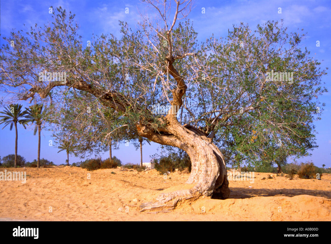 Oliver tree portrait hi-res stock photography and images - Alamy