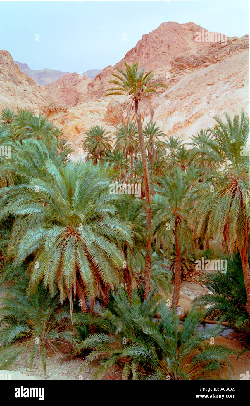 Desert oasis Tunisia 1033 Stock Photo - Alamy
