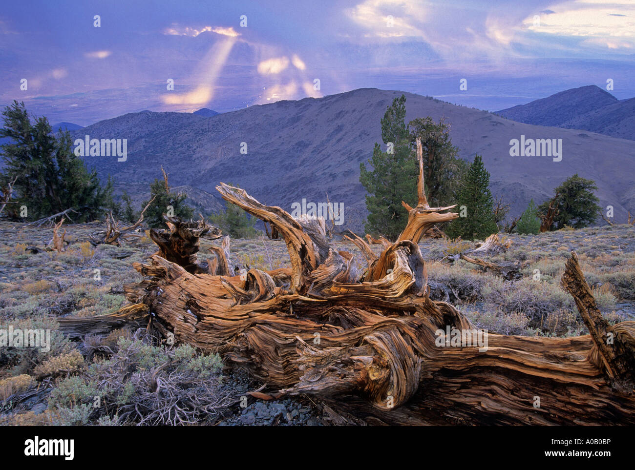 Sunbeams and storms over the Owens Valley, White Mountains, Inyo ...