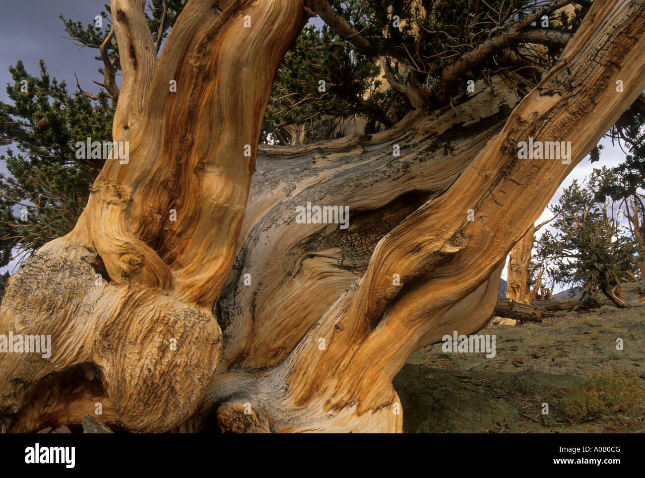 Bristlecone Pine (Pinus longaeva), White Mountains, Inyo National ...