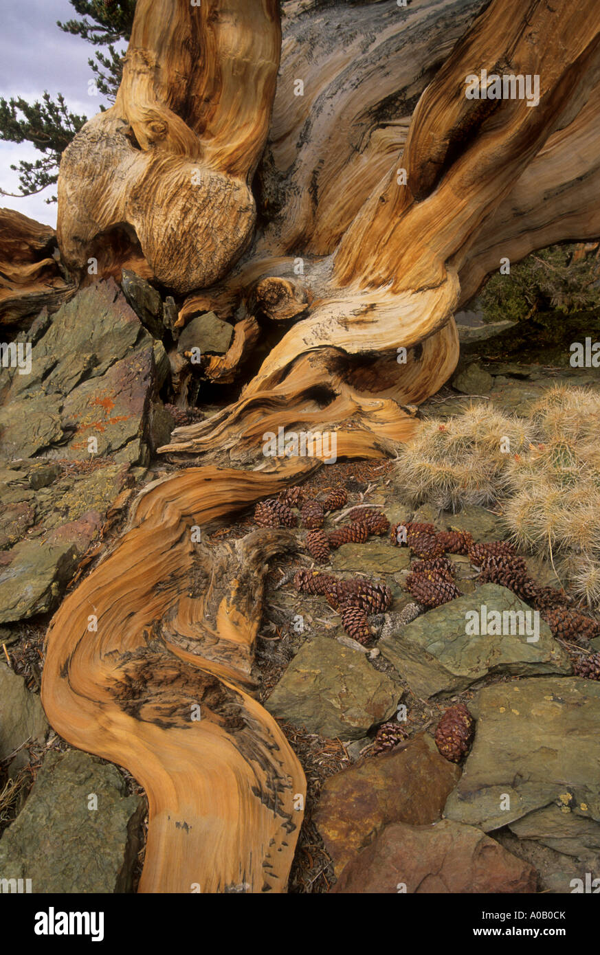 Bristlecone Pine (Pinus longaeva), White Mountains, Inyo National ...
