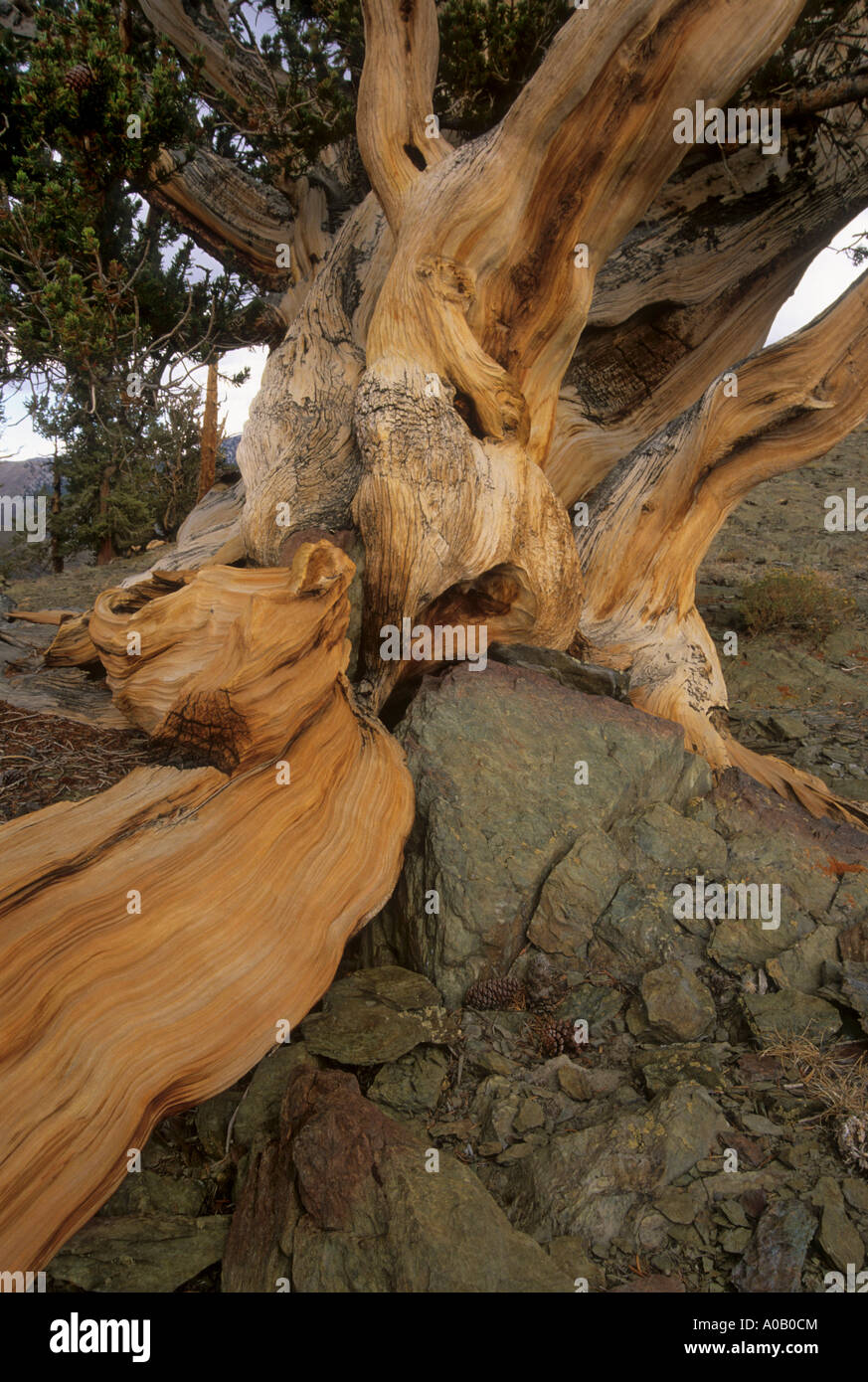 Bristlecone Pine (Pinus longaeva), White Mountains, Inyo National ...