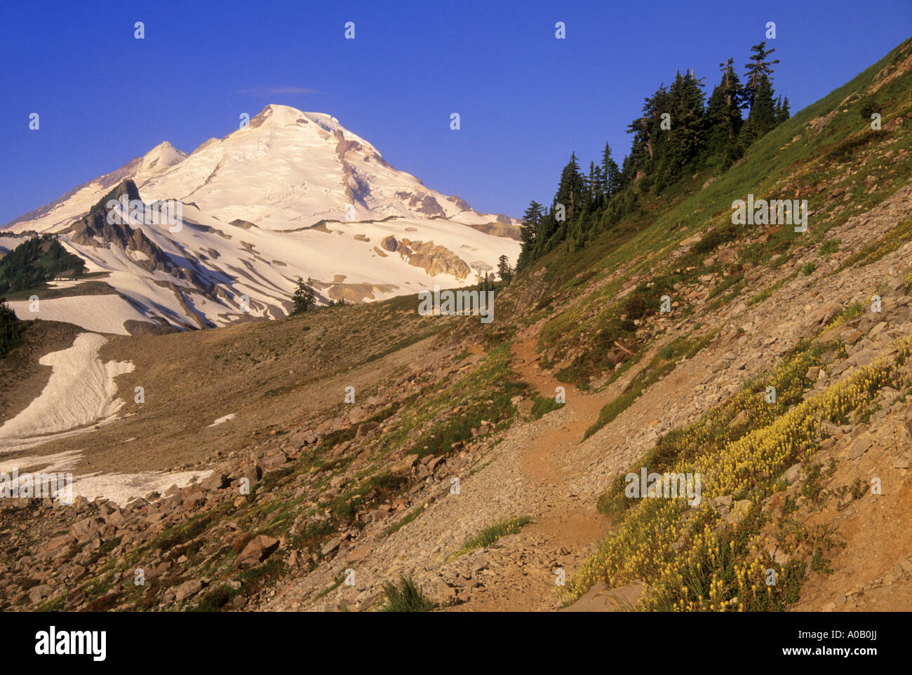 Ptarmigan Ridge Trail below Mount Baker in the Mount Baker Snoqualmie ...
