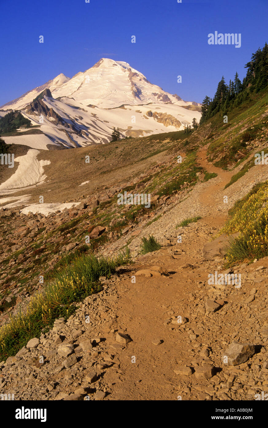 Ptarmigan Ridge Trail below Mount Baker in the Mount Baker Snoqualmie ...