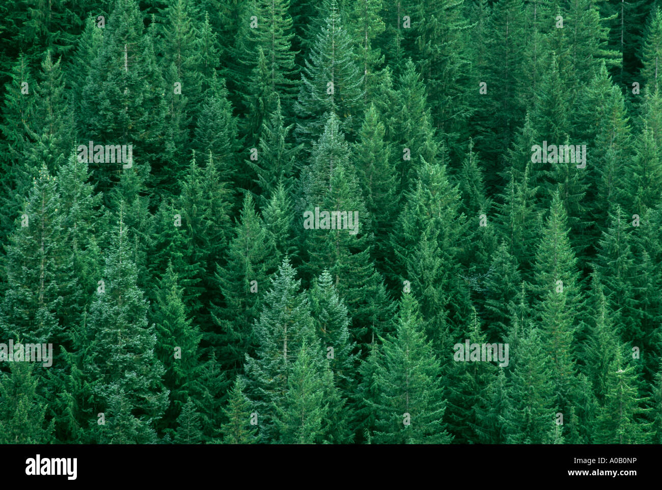 Conifer forest covers the slopes of Stevens Canyon, Mount Rainier ...