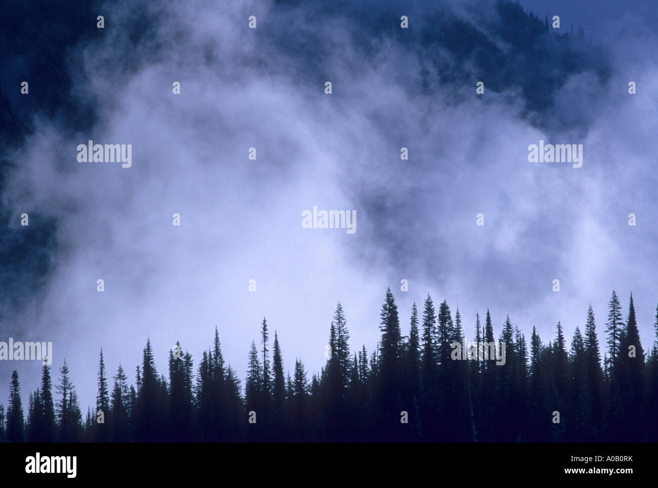 Clearing storm on the ridges in Stevens Canyon in Mount Rainier ...