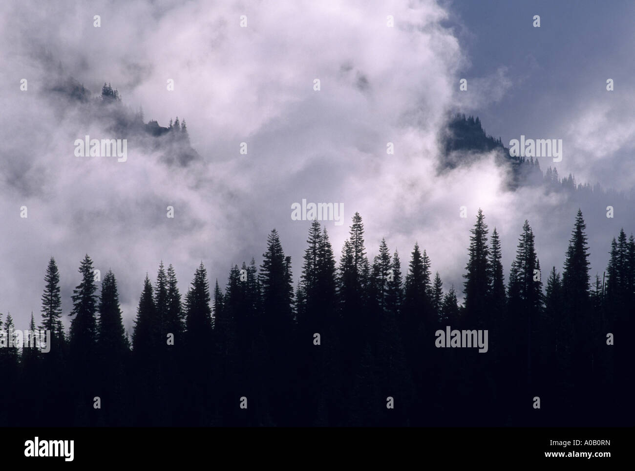 Clearing storm on the ridges in Stevens Canyon in Mount Rainier ...